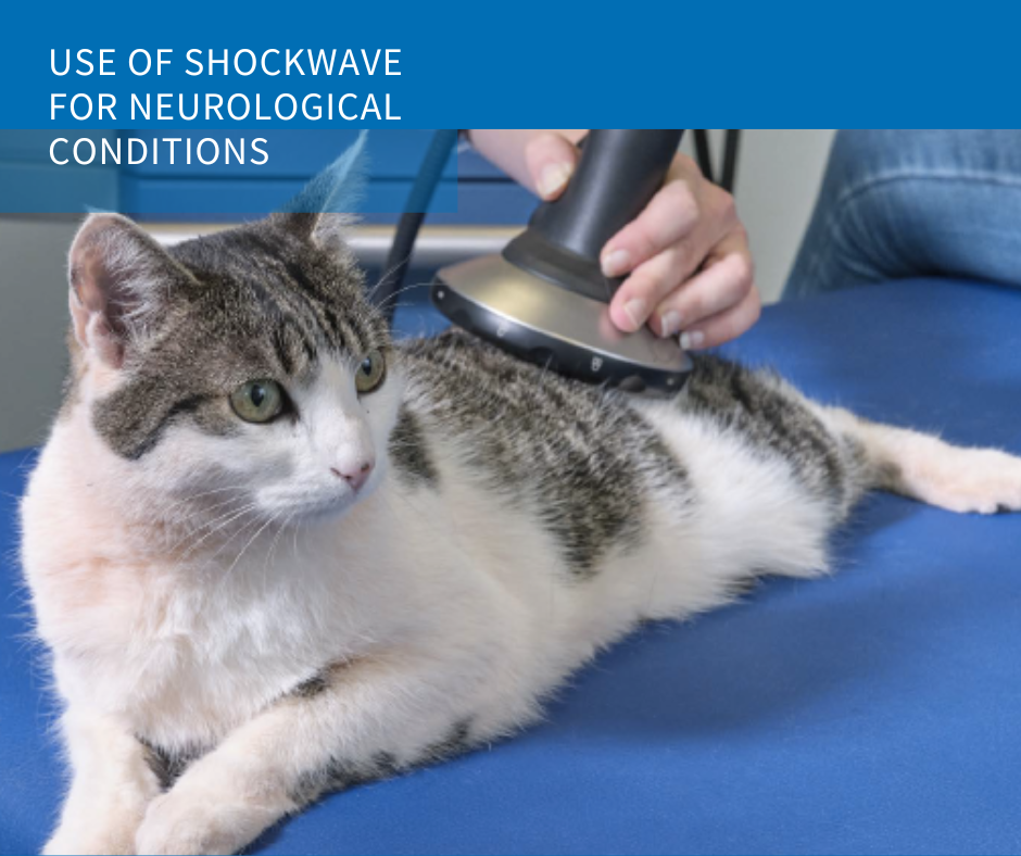 Shockwave Therapy for Musculoskeletal Disease in Zoo Animals