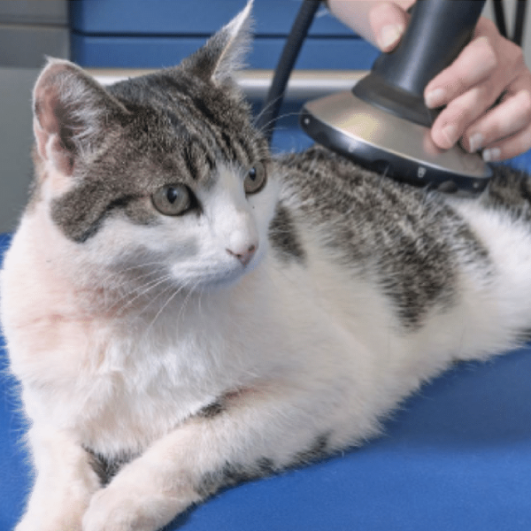 PiezoWave vs PulseVet: Which Shockwave Therapy is Right for You?